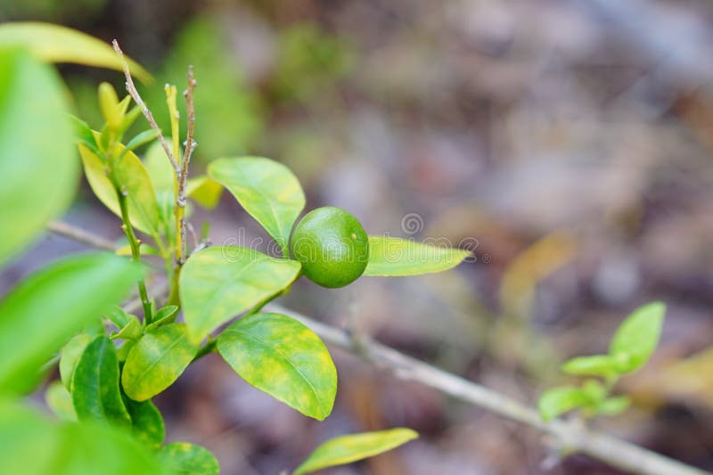 Small citrus limon stock photo. Image of green, growth - 194763726