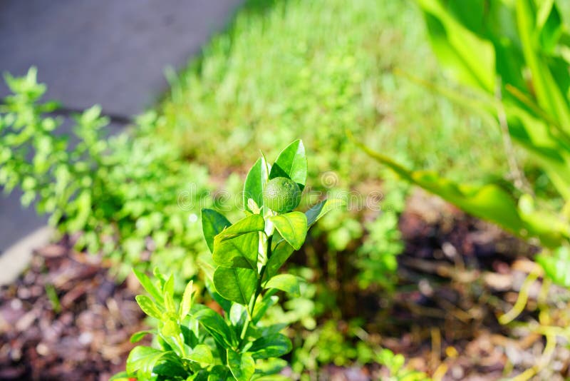 Small citrus limon stock image. Image of flora, multiple - 194990049