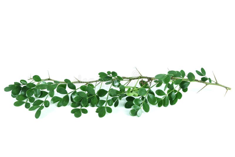 Leaf Citrus Lucida White Background in Studio Stock Image - Image of ...