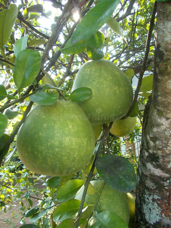 Citrus maxima stock photo. Image of citrus, fruits, backyard - 99190698