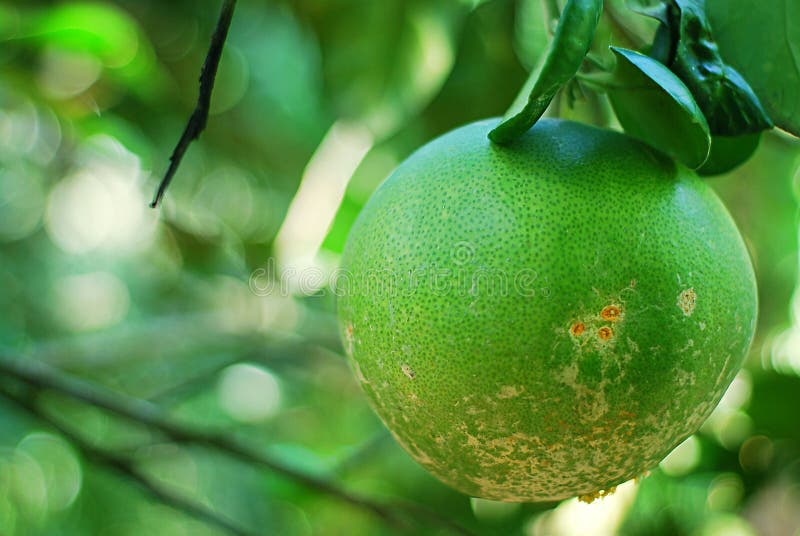 Citrus Maxima or Pomelo Fruit Stock Photo - Image of green, food: 123432614