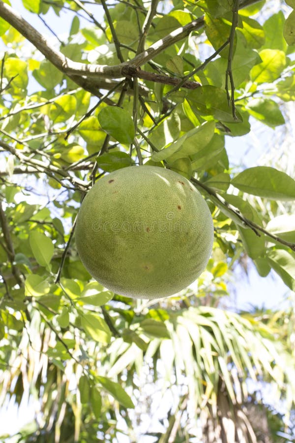 Citrus maxima view stock image. Image of freshness, green - 236466769