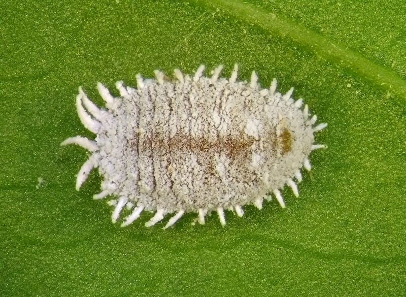 Citrus Mealybug, Planococcus Citri Stock Image - Image of longispinus ...