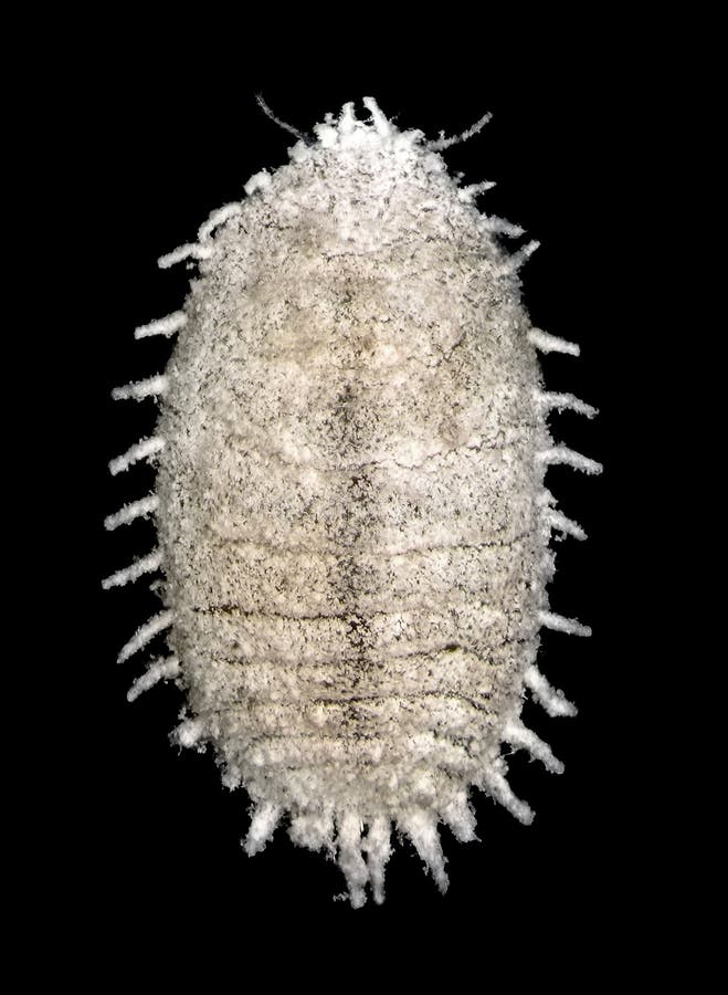 Planococcus Citri Hemiptera Pseudococcidae Stock Photos - Free ...
