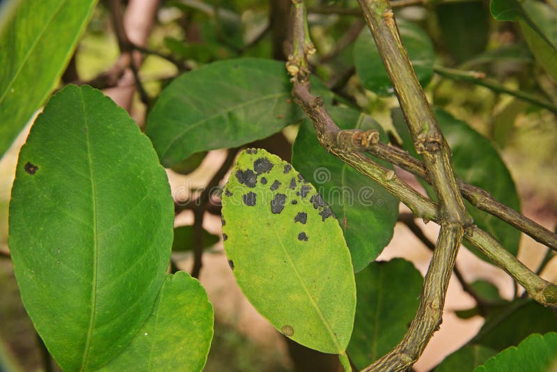 Citrus Melanose Disease on Leaves Stock Photo - Image of background ...