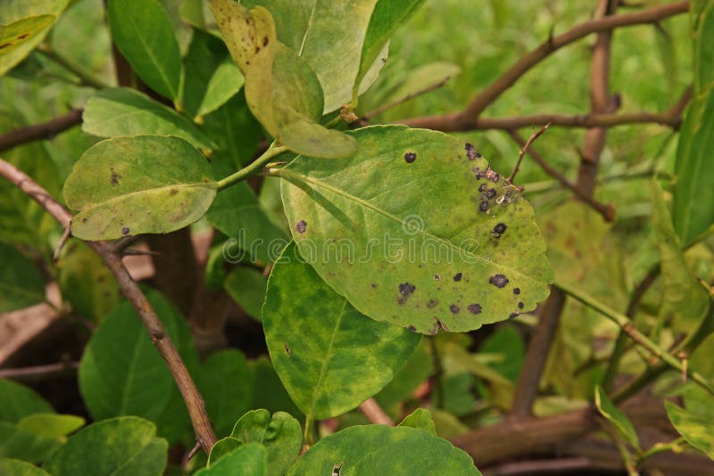 Citrus Melanose Disease on Leaves Stock Photo - Image of leaf ...
