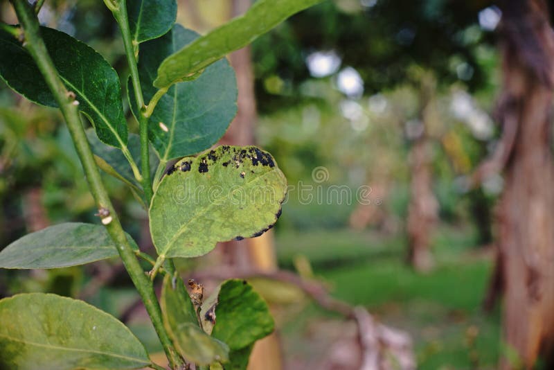 Citrus Melanose Disease on Leaves Stock Image - Image of farm, lime ...