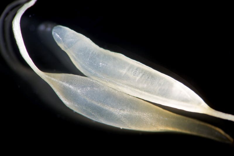 Citrus Orange Cell Structure. Juice, Fresh, Orange Pulp, Background ...