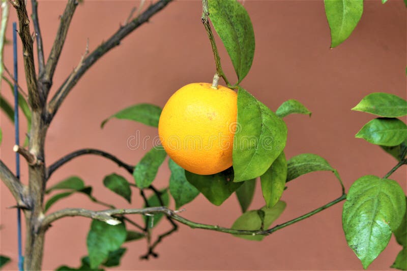 Citrus Orange Fruit stock image. Image of small, healthy - 116586955