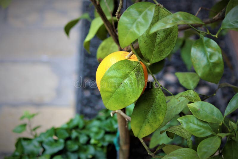Citrus Orange Fruit stock photo. Image of produce, fresh - 116586958