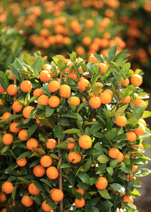 Citrus oranges stock image. Image of golden, fresh, copy - 37370085