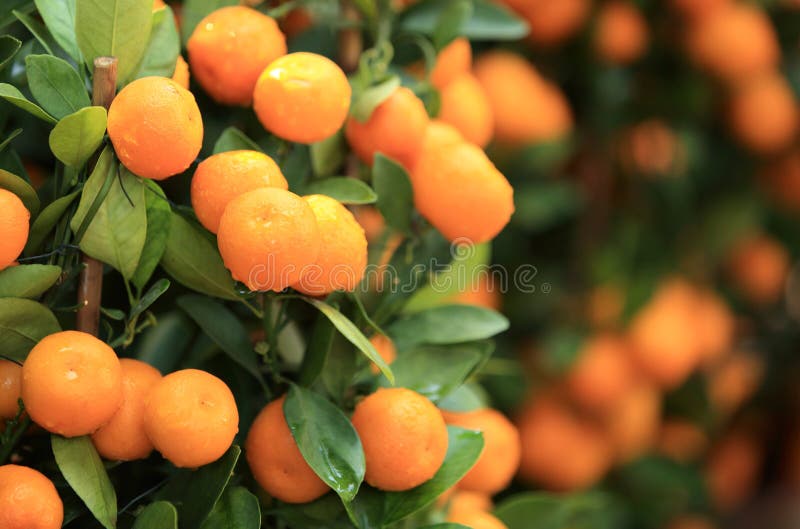 Citrus oranges stock image. Image of citrus, leaf, chinese - 37767471
