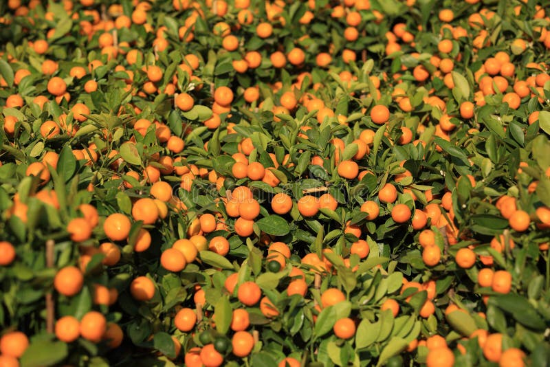 Citrus oranges stock photo. Image of gardening, mandarin - 50406492