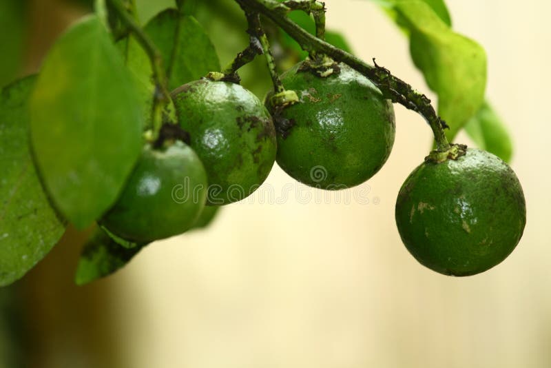 Citrus paradisi stock image. Image of cultivation, hobby - 155019963
