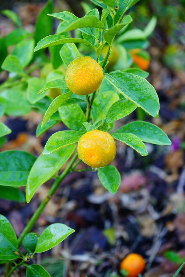 Citrus plant stock photo. Image of chinese, color, china - 84825222
