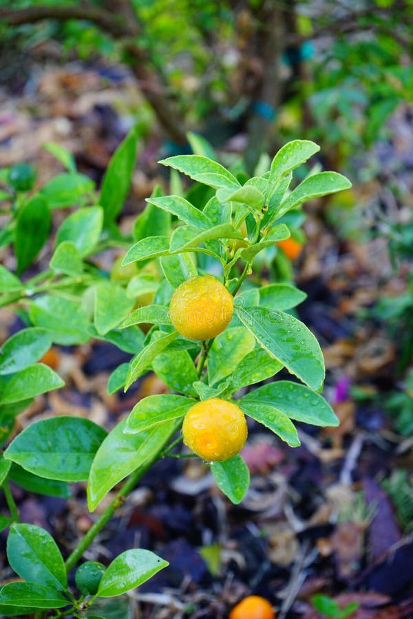 Citrus plant stock image. Image of growing, food, bright - 84853751