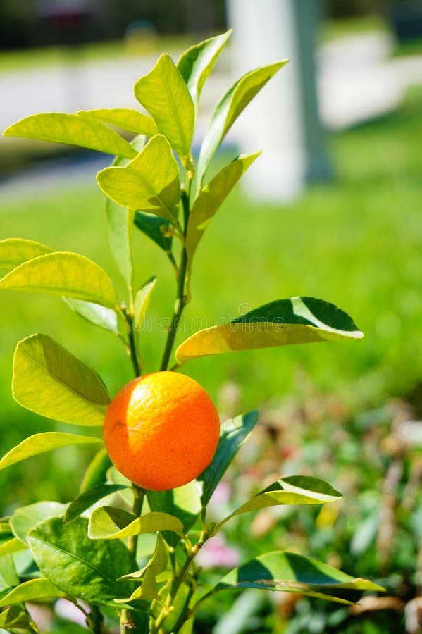 Citrus plant stock photo. Image of health, crop, auckland - 87308256