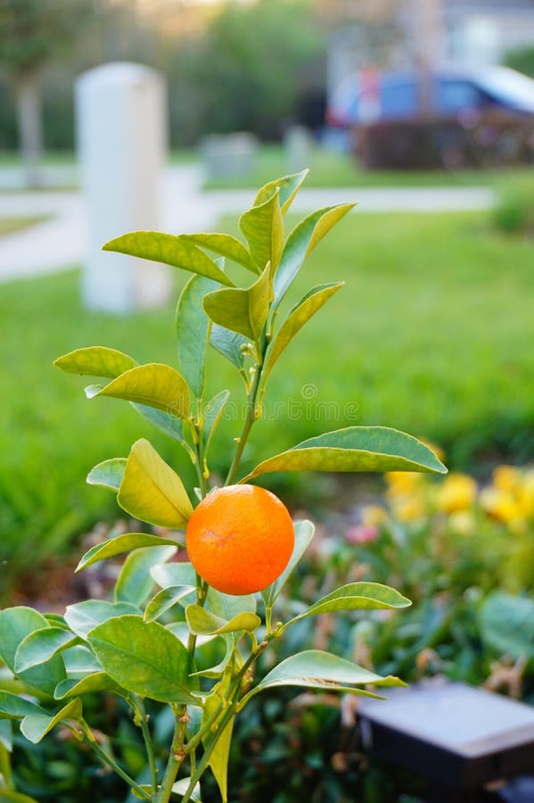 Citrus plant stock photo. Image of fruit, citrus, china - 87324290