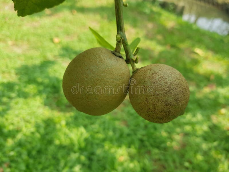 Citrus Rust Mite on Lemon Fruit Stock Image - Image of citrus, nature ...