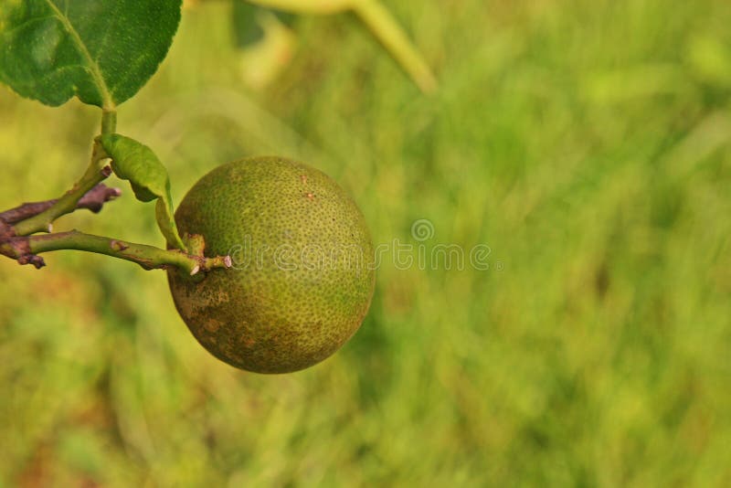 Citrus Rust Mite on Lime Fruit, Cause Damage of Fruit Stock Image ...