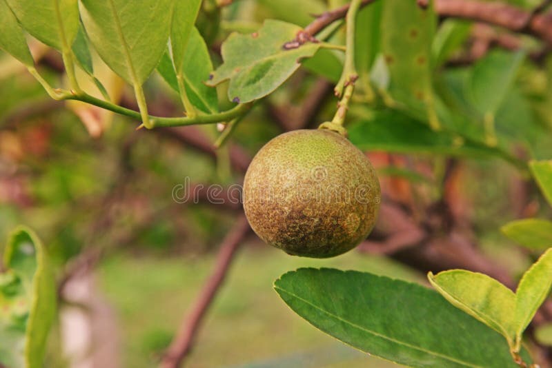 Citrus Rust Mite on Lime Fruit Stock Image - Image of agriculture ...