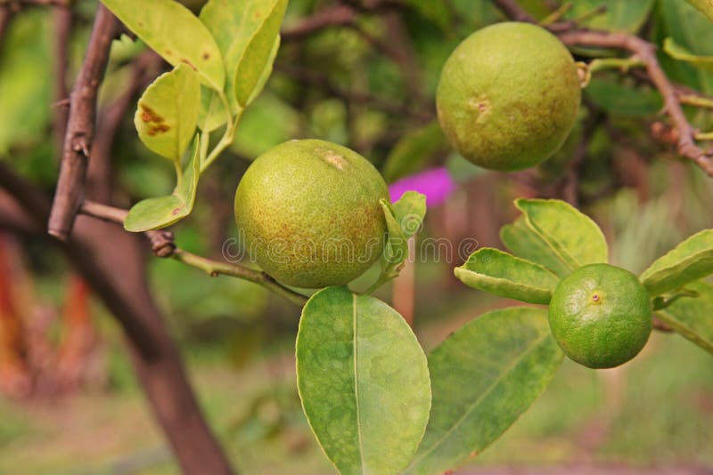 Citrus Rust Mite on Lime Fruit Stock Photo - Image of peel, fruit: 97344170