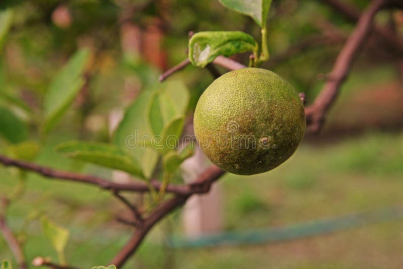 Citrus Rust Mite on Lime Fruit Stock Image - Image of agriculture ...