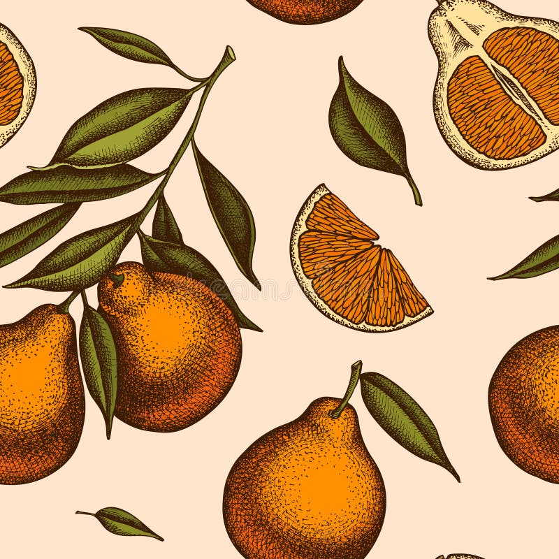 Citrus Seamless Pattern Background Design. Engraved Style. Hand Drawn ...