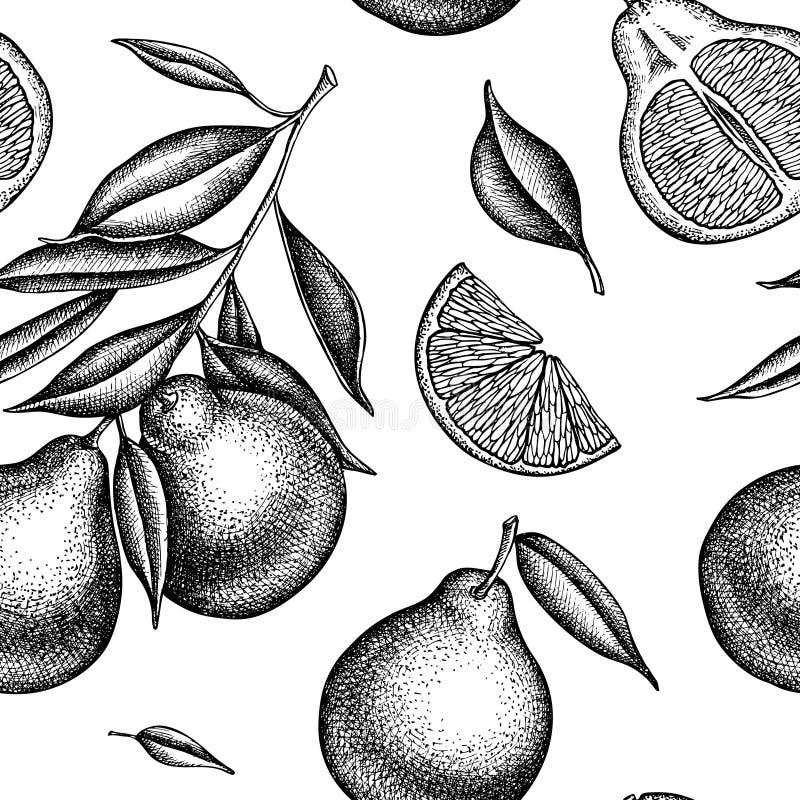 Citrus Seamless Pattern Background Design. Engraved Style. Hand Drawn ...