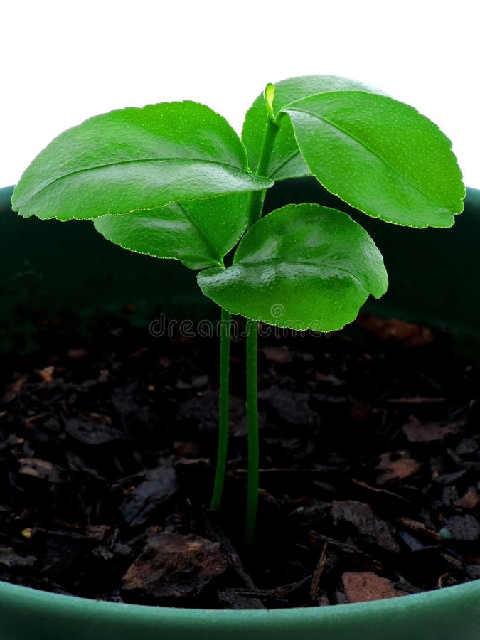 Citrus seedling - day 14 stock photo. Image of clementine - 1532696