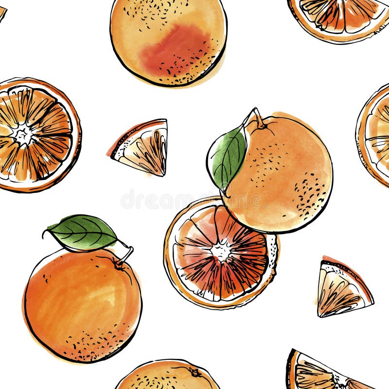 Citrus Sketch Pattern. Drawing In Ink And Watercolors On A White ...