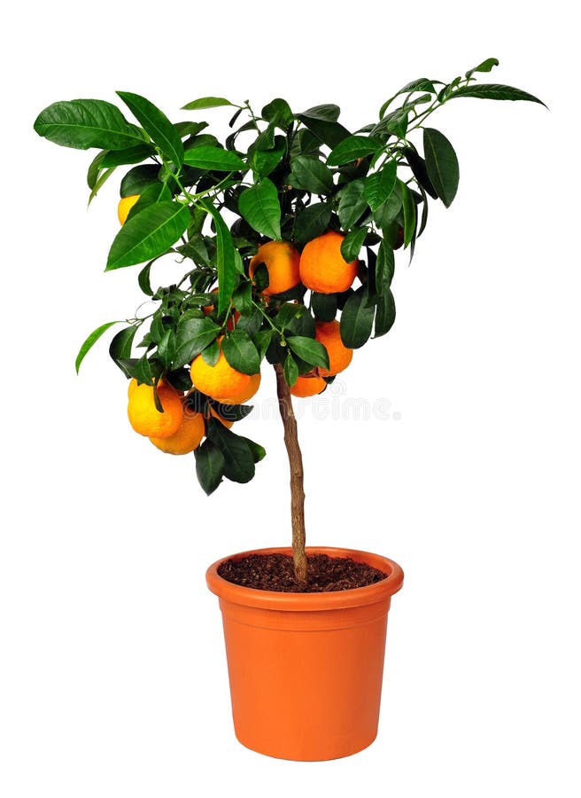 Citrus Standard Tree Lima Rossa Stock Image - Image of potted, standard ...