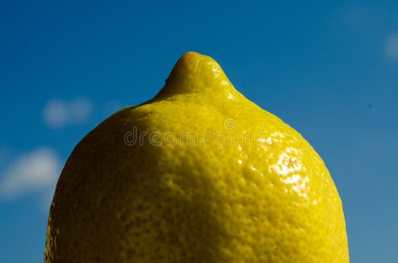 Citrus in the sun - lemon stock photo. Image of hand - 116547210