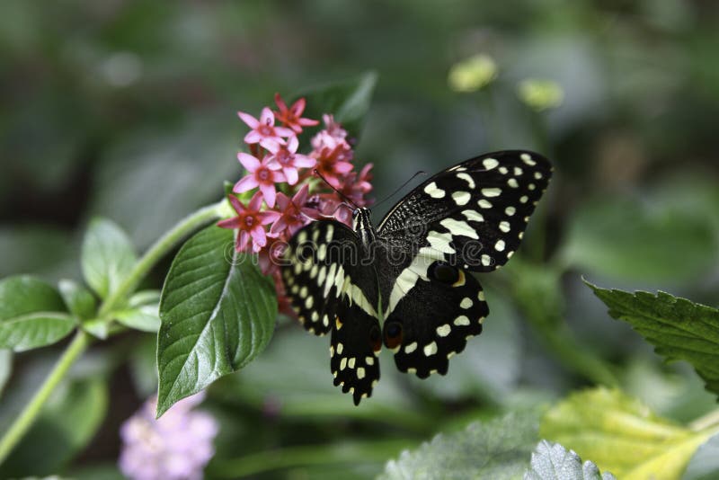 Citrus Swallowtail Butterfly Stock Image - Image of flower, spring ...