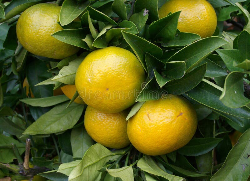 Citrus tree stock image. Image of cultivation, health - 16637059