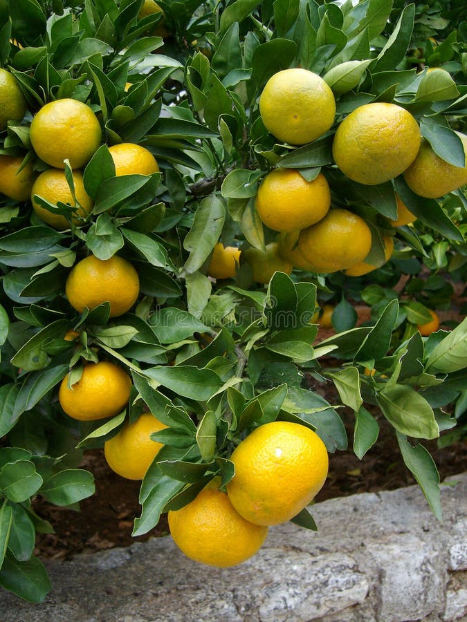 Grapefruit tree stock image. Image of subtropical, healthy - 9647881