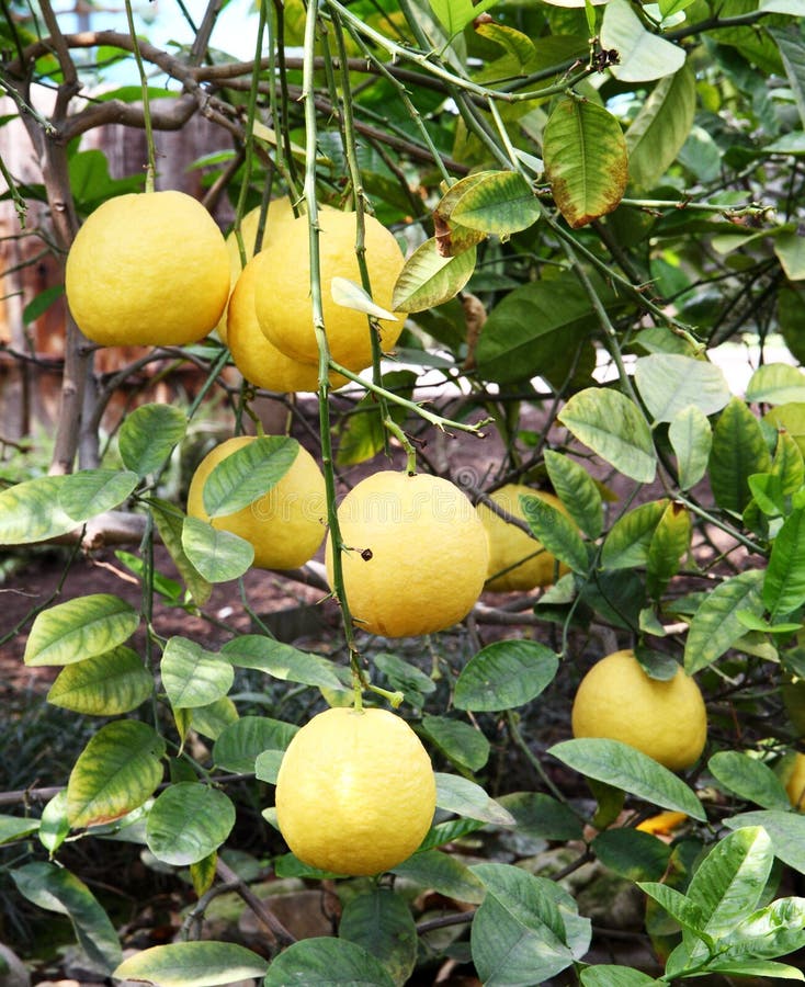 Citrus on tree stock image. Image of flower, juice, close - 19362793