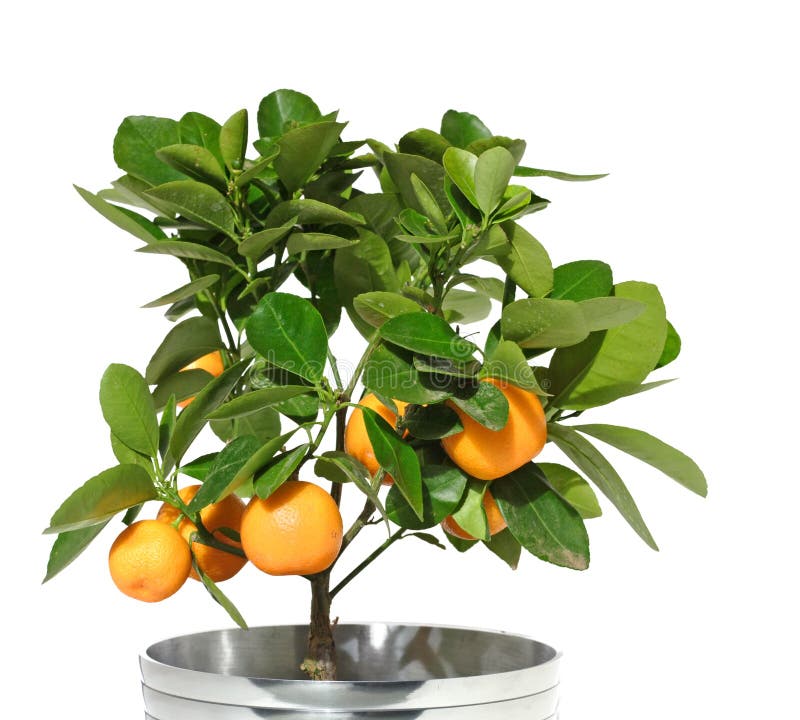 Lemon tree. Isolated. stock image. Image of ingredient - 35844947