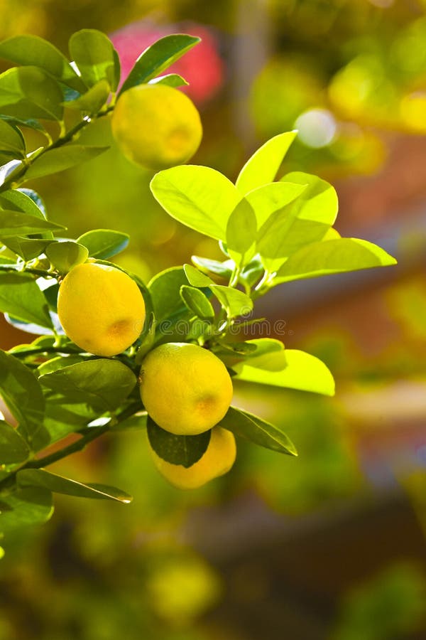 Citrus tree stock image. Image of plant, leaves, backgrounds - 7274785