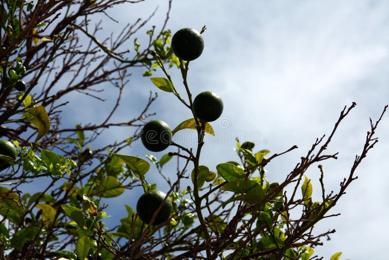Citrus tree stock photo. Image of agriculture, cultivation - 158655228