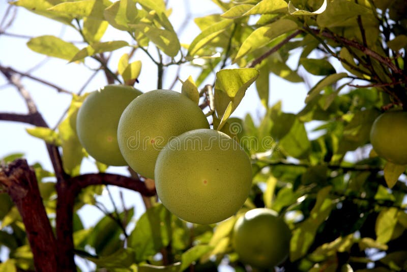 Citrus tree stock image. Image of evergreen, citrus - 211108347