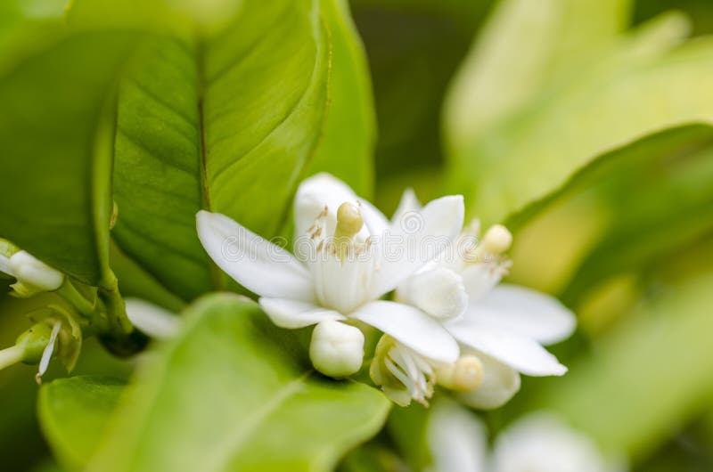 Citrus Tree Flower, Azahar Blossom. Stock Photo - Image of orange ...