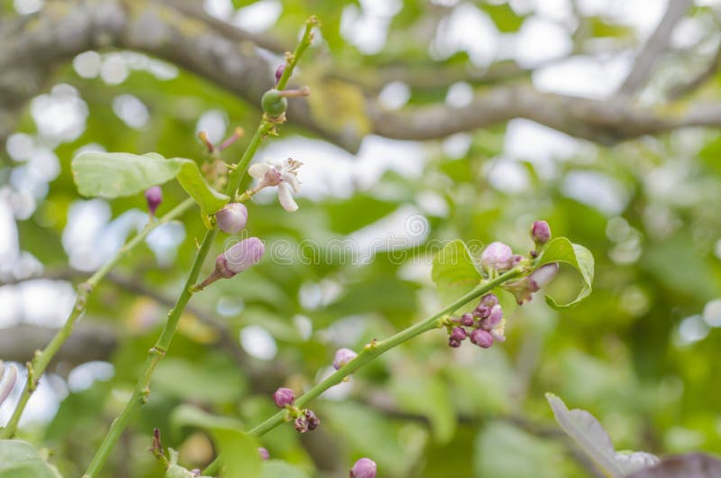 Citrus Tree Flower, Azahar Blossom. Stock Image - Image of ...