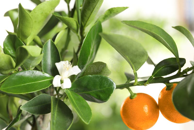 Citrus Tree with Flower and Fruits Stock Image - Image of exotic ...
