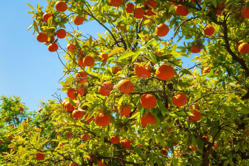 Citrus Tree Full Off Ripe Tangerines Stock Image - Image of foliage ...