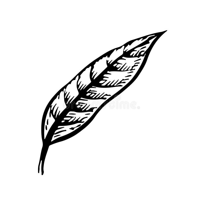 A Citrus Tree Leaf. Vector Graphic Illustration. a Black and White Hand ...