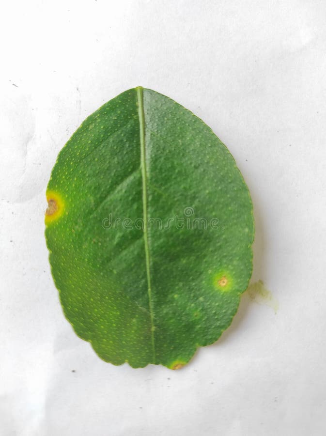 Citrus Tree Leaves Identification Chart: Master the Art of Identifying ...