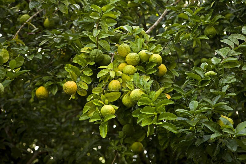 Citrus Tree in Manu National Park in Peru Stock Image - Image of leaf ...