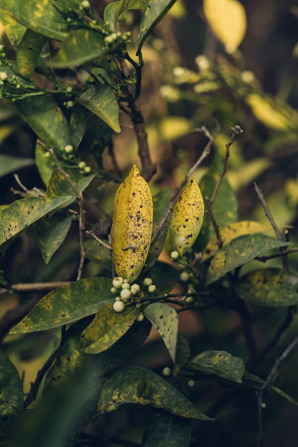 Citrus Tree in the Orchard Affected Fungus Point Disease. Stock Photo ...