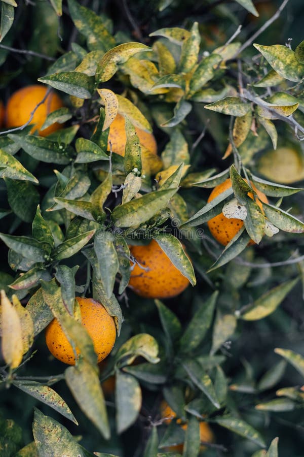 Citrus Tree in the Orchard Affected Fungus Point Disease. Stock Image ...